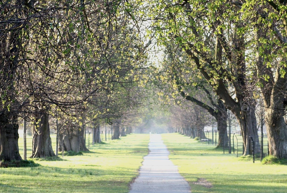 Best Hiking Trails in County Dublin: A Comprehensive Local's Guide